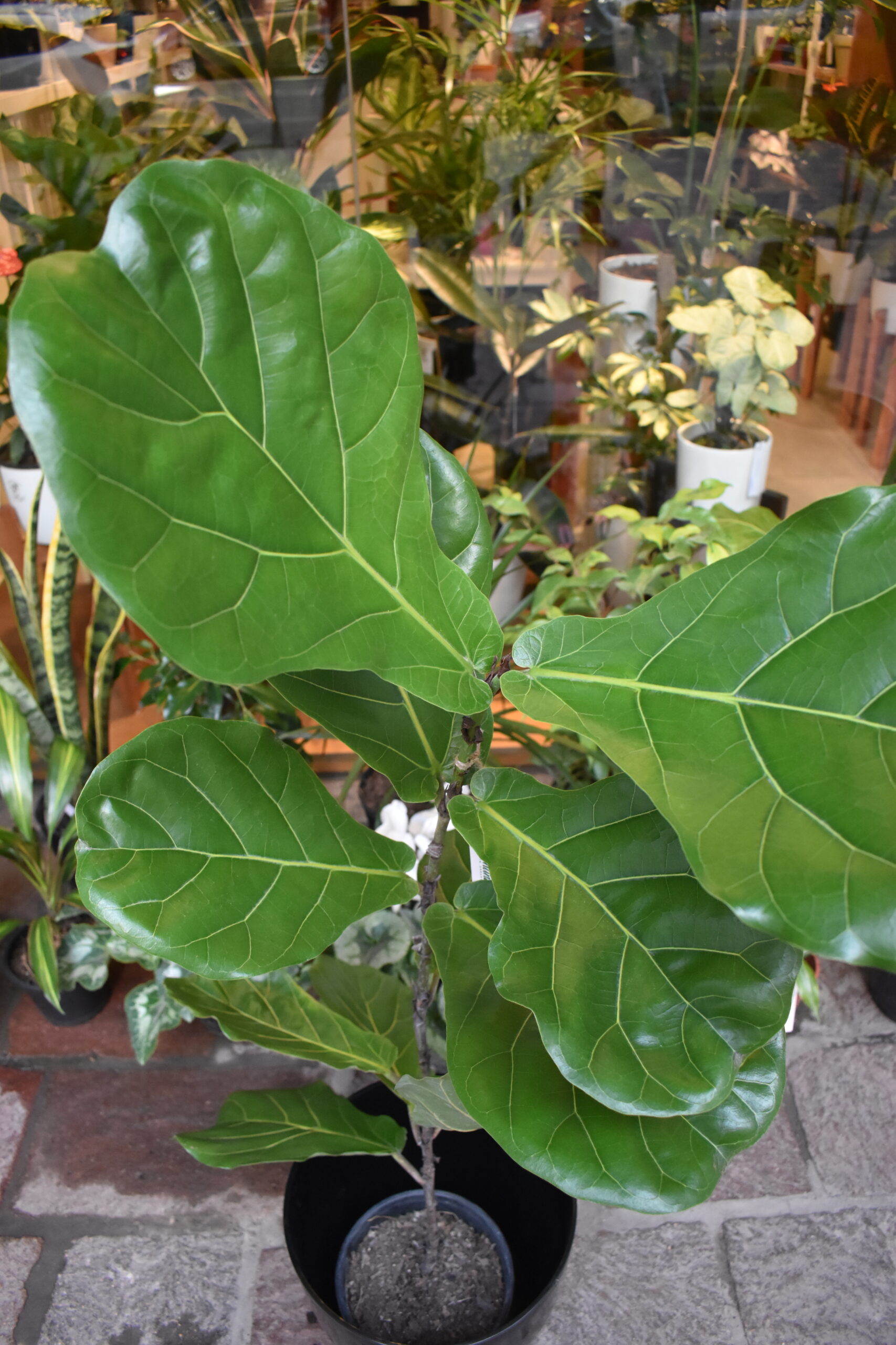 Ficus Lyrata o Pandurata | Tolentina